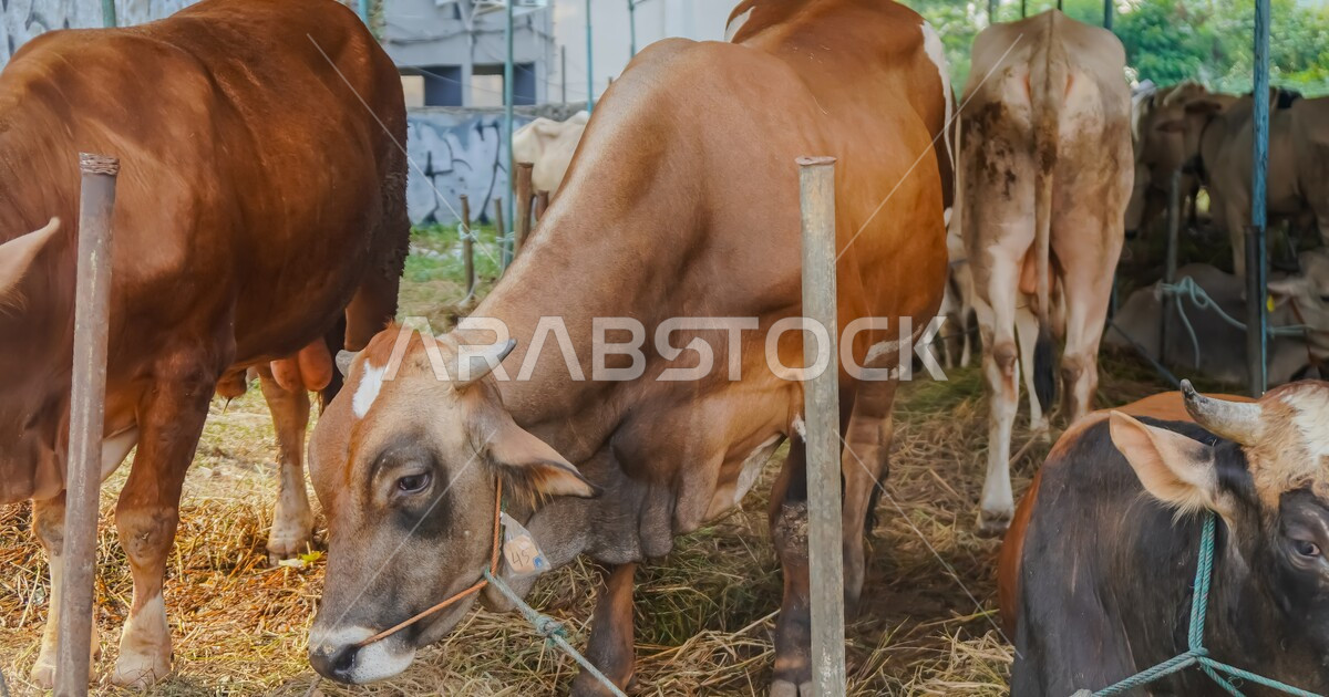 Raising livestock and mammals on the Kingdom’s farms, Eid al-Adha ...