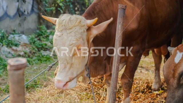 Eid al-Adha sacrifices, a picture of a brown cow in the livestock ...