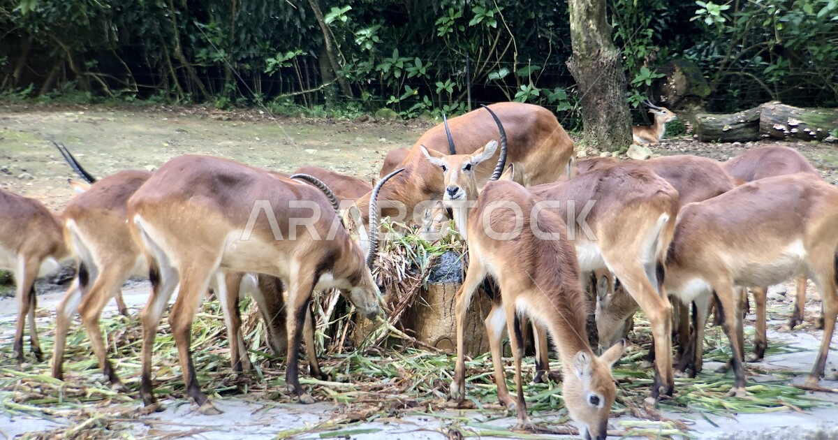 A herd of waterbuck in the rainforest, a zoo in the Kingdom, nature ...