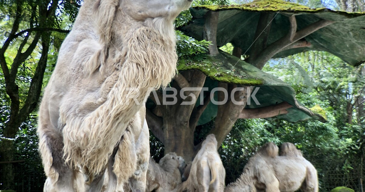 Care for camels, a herd of two-humped camels in the zoo, wildlife in ...