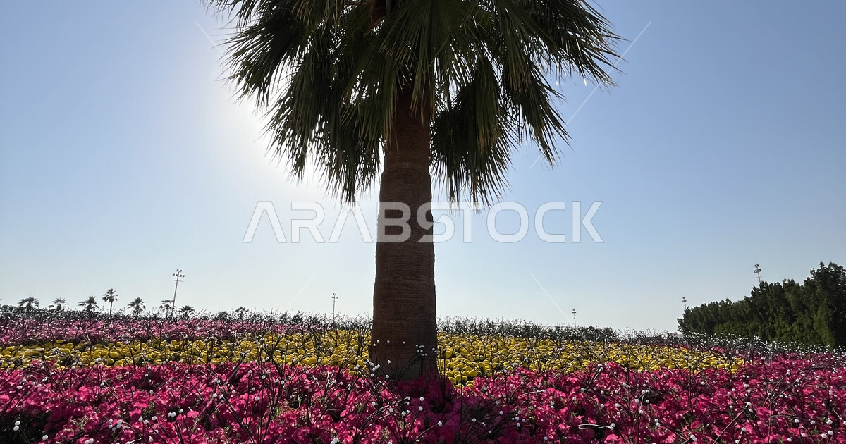 Purple rose paths and fields at the Flower Festival, a family ...