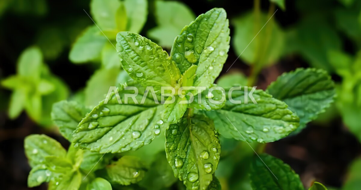 Green mint in the Kingdom of Saudi Arabia, Saudi natural oases, trees ...