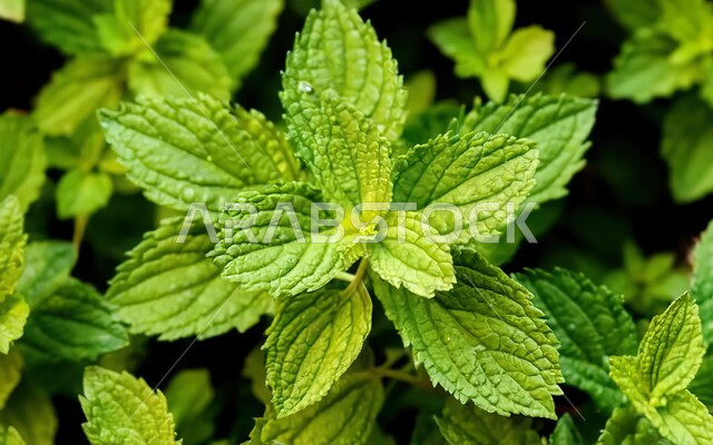 Saudi natural oases, green mint in the Kingdom of Saudi Arabia, trees ...