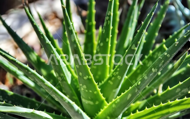The growth of spiny cactus in the wilds of the Kingdom of Saudi Arabia ...