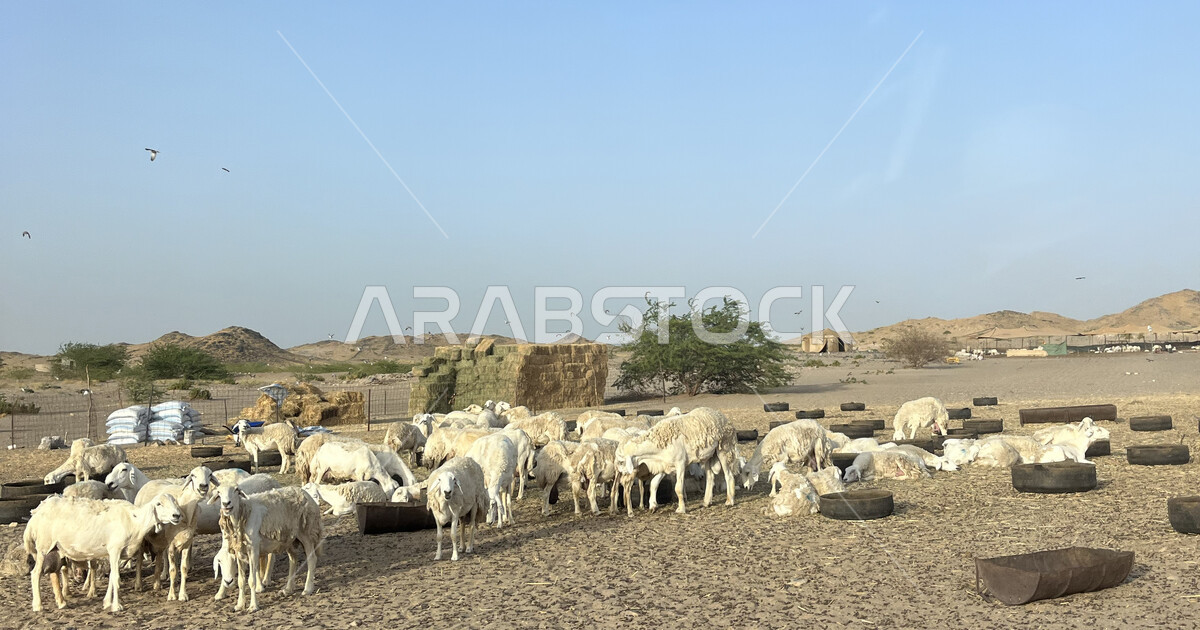 Sheep and cattle farming in desert areas, mammal care in Saudi Arabia ...