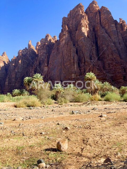 Green wild plants in Wadi Al-Disa in the Tabuk region, rock formations ...