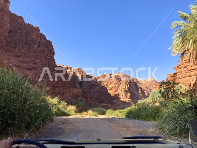 Green wild plants in Wadi Al-Disa in the Tabuk region, rock formations ...