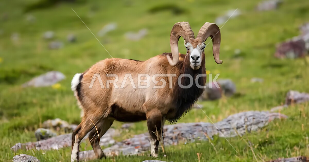 Mammal care and attention, nature reserves for livestock, brown ...