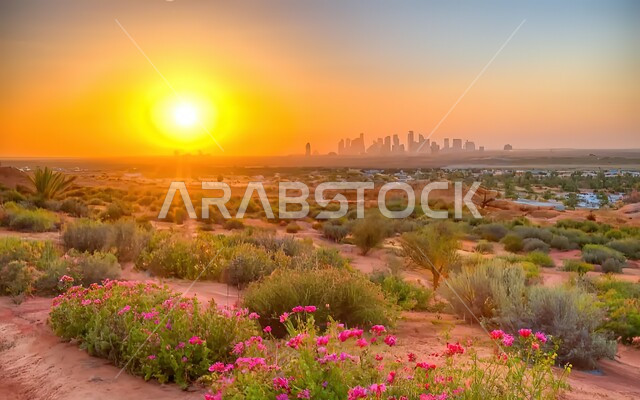 Plant growth in the prairie in the desert of Saudi Arabia, soft golden ...