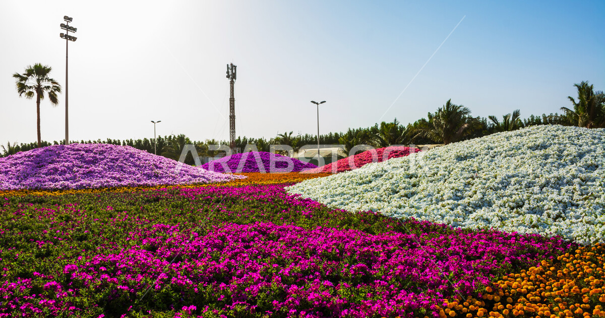 Natural places in the Kingdom of Saudi Arabia, flowers of different ...