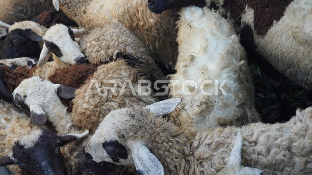 Eid al-Adha sacrifices, caring for mammals, a flock of sheep on an ...