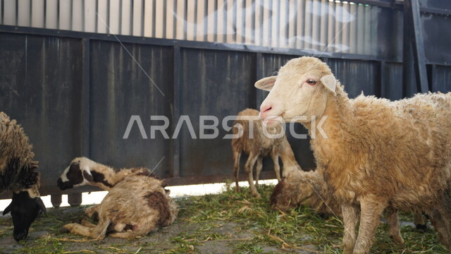 Livestock farming in nature reserves in Saudi Arabia, sheep and lamb ...