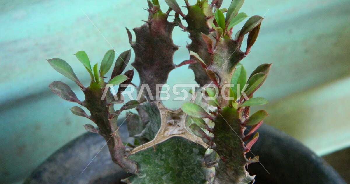 Interest in growing cacti and thistles in the Kingdom of Saudi Arabia ...