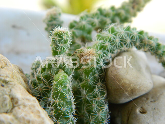 Interest in growing cacti and thistles in the Kingdom of Saudi Arabia ...