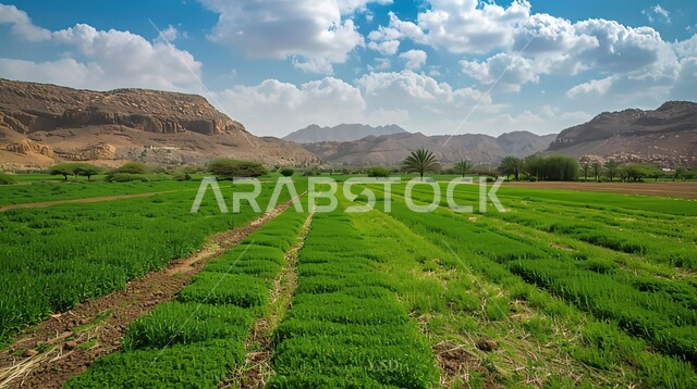 Agricultural fields in the Kingdom of Saudi Arabia in Jeddah, cloudy ...