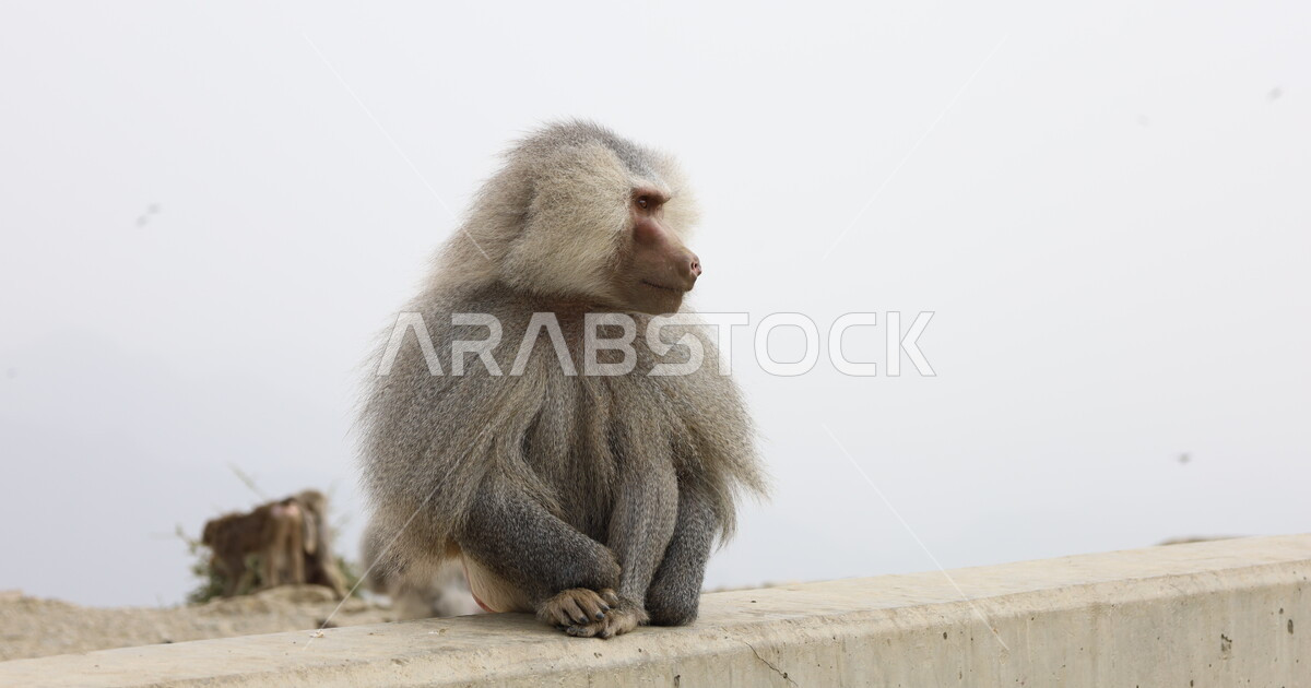 A ferocious baboon sitting on a mountain high, the presence of monkeys ...