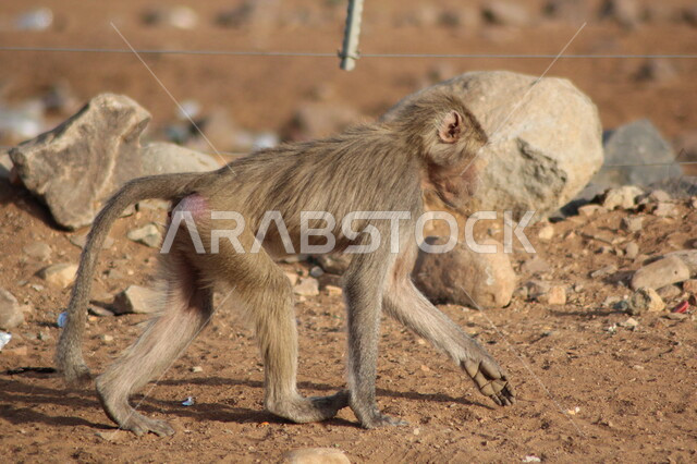 Preserving animals within natural reserves, the diversity of livestock ...