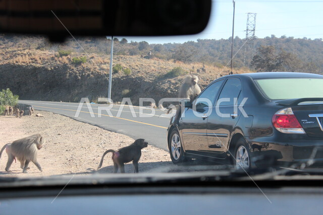 The presence of monkeys walking in the streets of Abha in the Asir ...