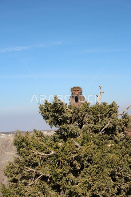 The ferocious baboon climbing to the top of the tree, the diversity of ...