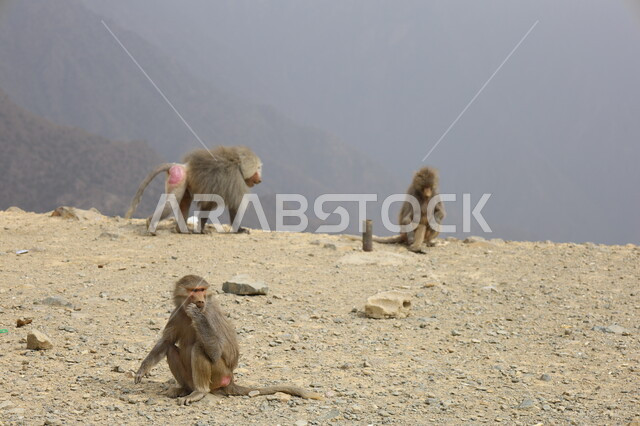 Fierce baboons in the mountain highlands, diverse livestock in the ...