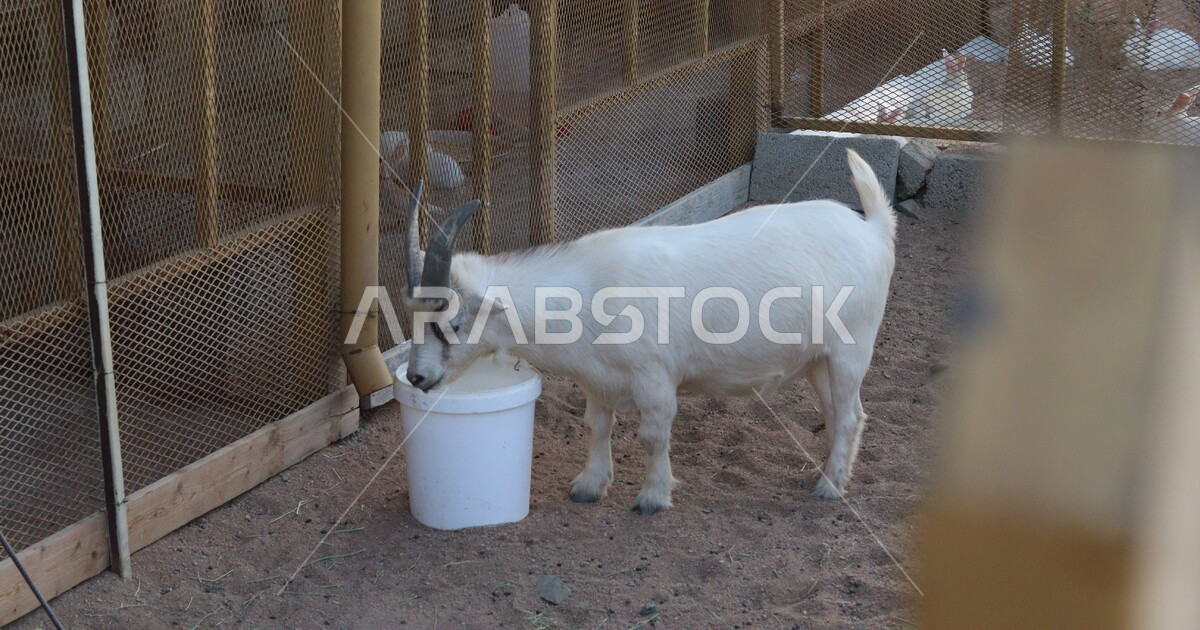 Taking care of animals and livestock on one of the farms in the Kingdom ...