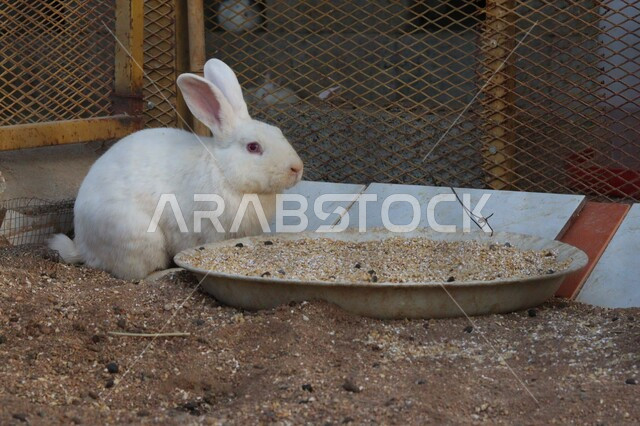 A close-up photo of a white rabbit on a pet farm, the concept of caring ...