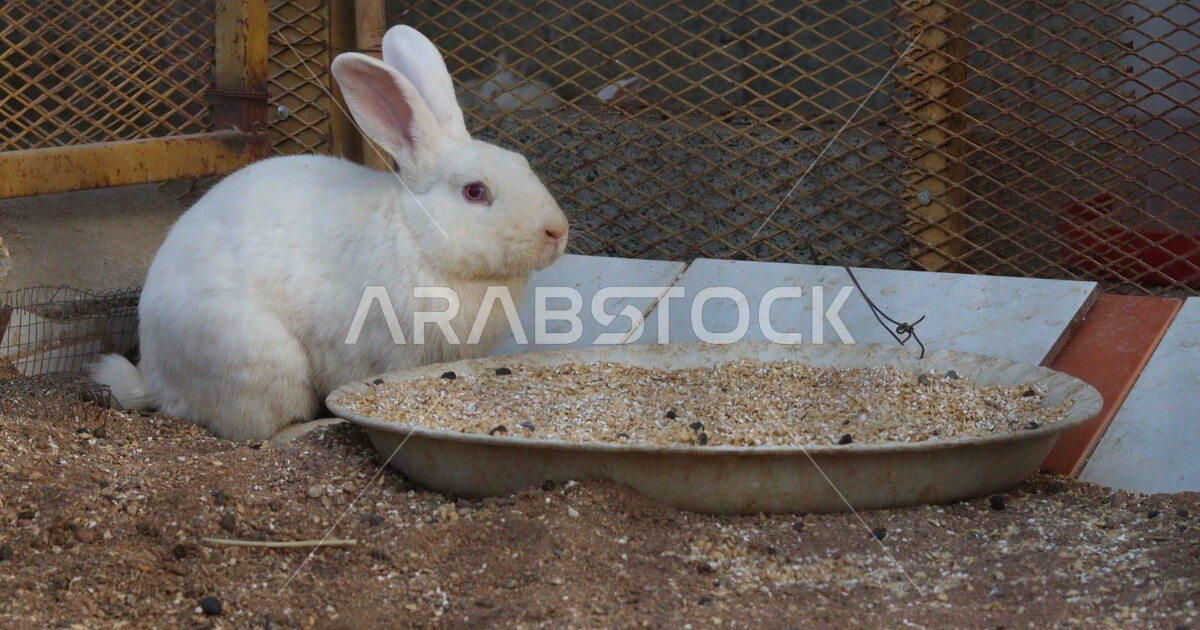 A close-up photo of a white rabbit on a pet farm, the concept of caring ...