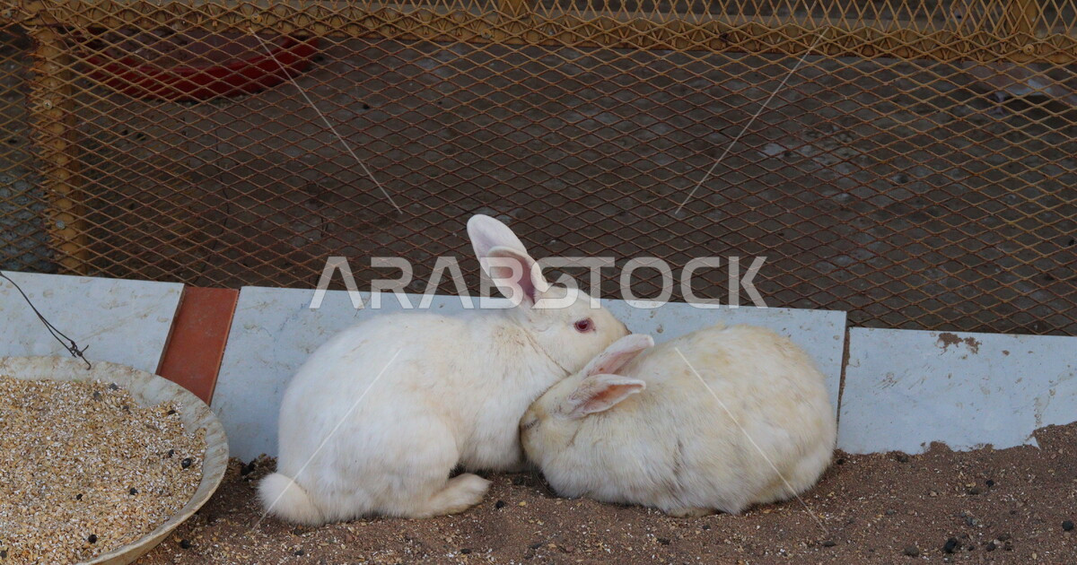 The concept of caring for mammals, a picture of a white rabbit on a ...
