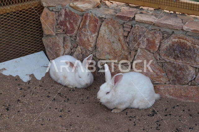 A close-up photo of two white rabbits on a farm in the Kingdom of Saudi ...