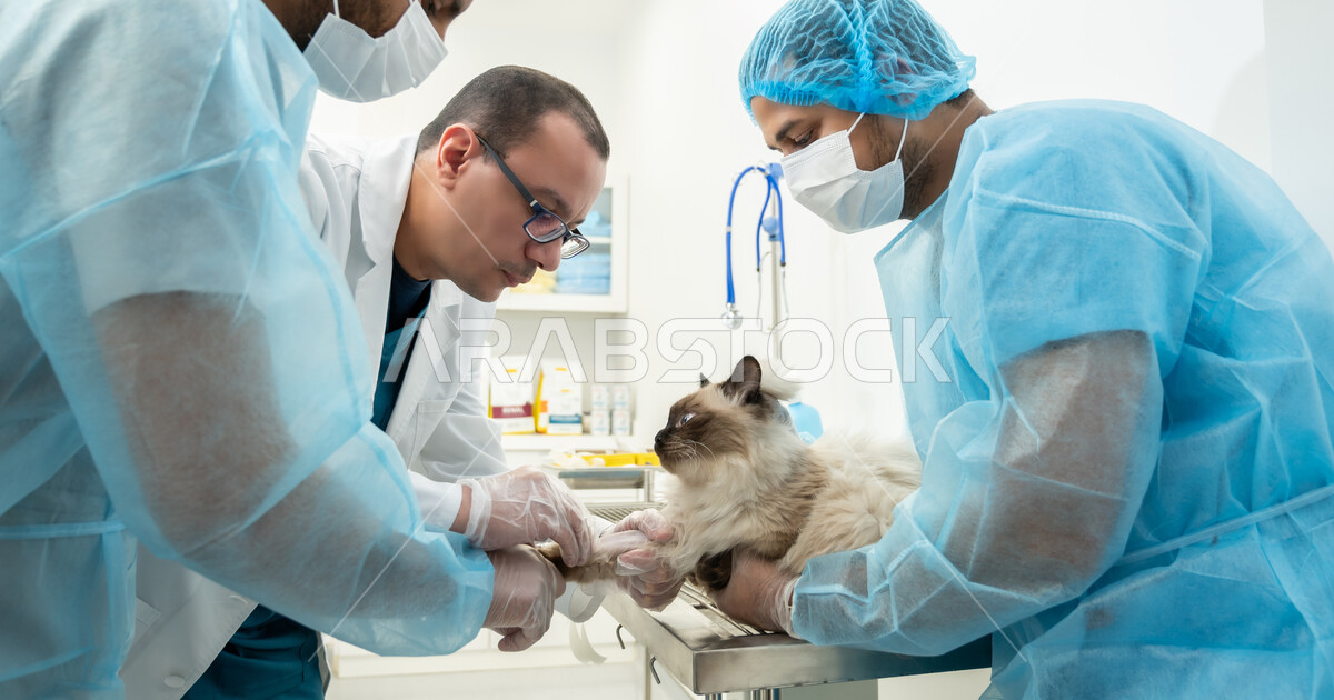 The concept of health care, care and welfare for animals, a room ...