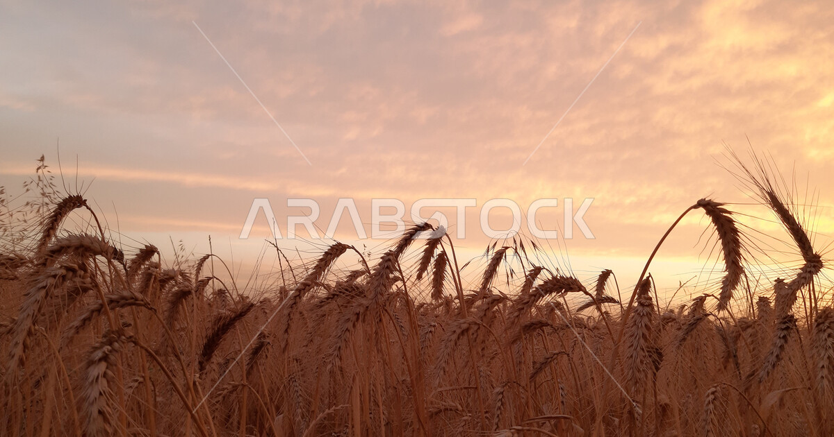 Wheat fields in the Kingdom of Saudi Arabia, sunset view on golden ears ...