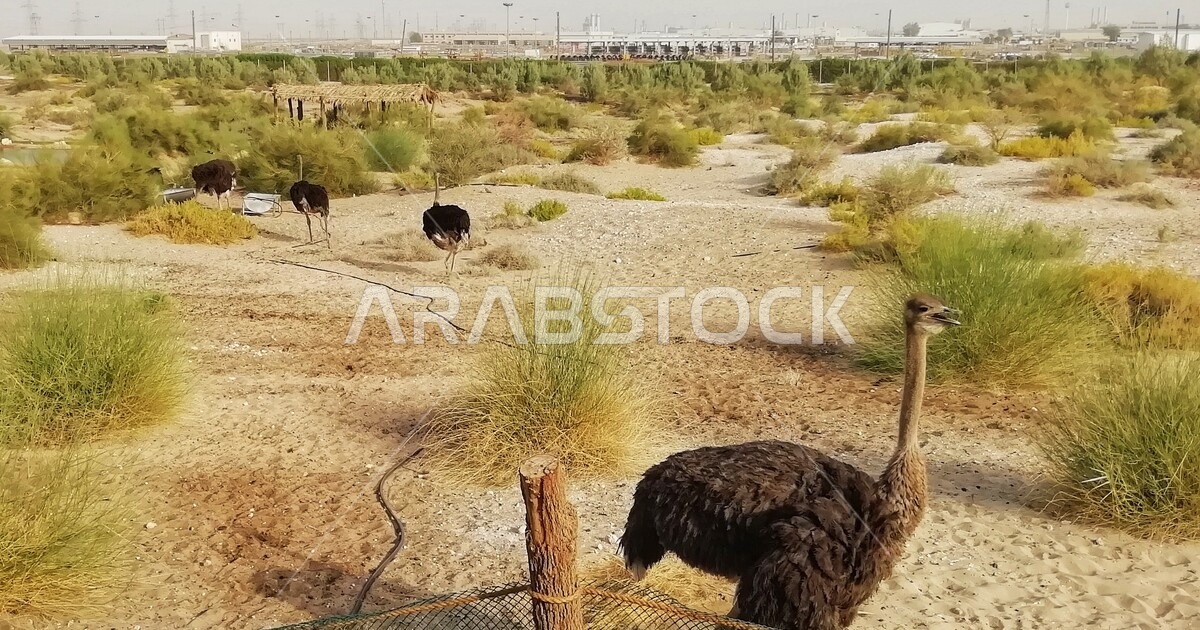 A natural reserve for ostriches breeding and care, a private ostrich ...