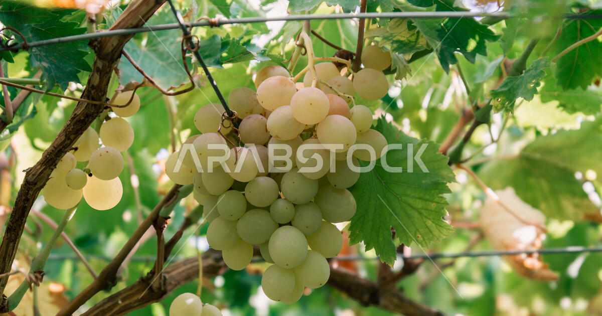 Fresh healthy fruits, vineyards in the Kingdom of Saudi Arabia, a close ...
