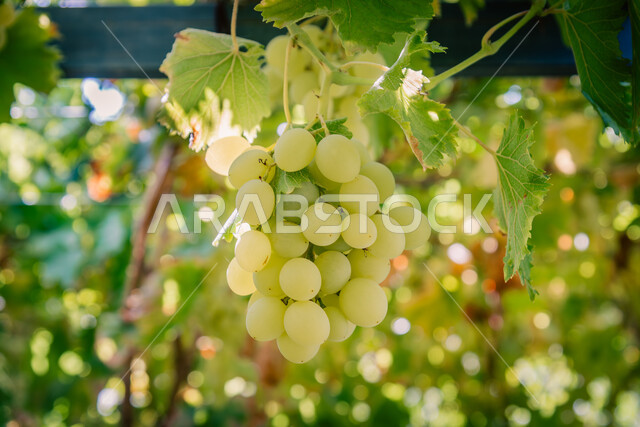 Grape farms in the Kingdom of Saudi Arabia, the quality of local ...
