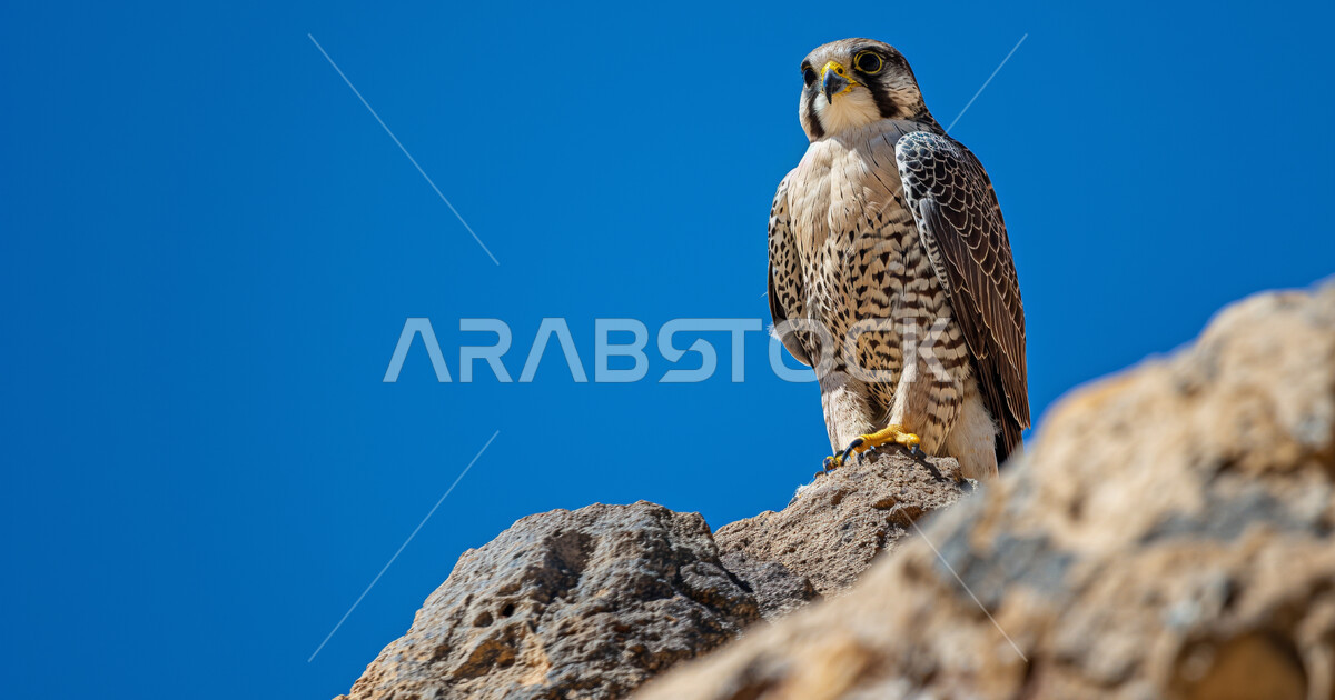 A symbol of strength and challenge, unity of sight, establishing a ...