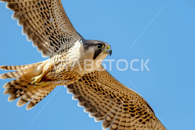 A symbol of strength and challenge, unity of sight, establishing a ...