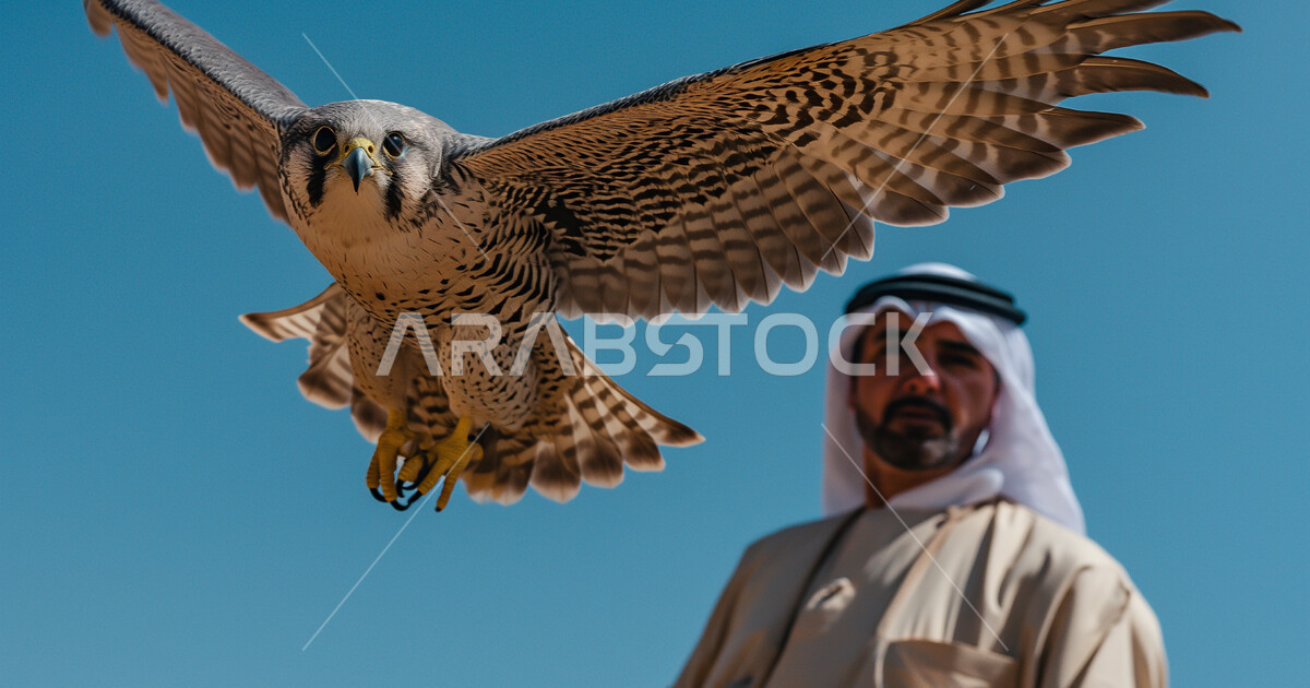 Falconry Club activities during the annual hunting season in Saudi ...