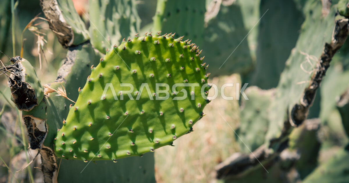 Cactus plant and its fruits from the Arabian desert - Photo #189283 ...