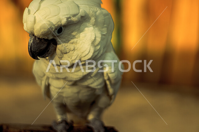 Diversity of Emirati livestock, talking parrots in the zoo in the Al ...