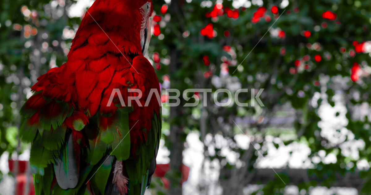 Parrot birds in the zoo in the Al Zorah area in the city of Ajman ...