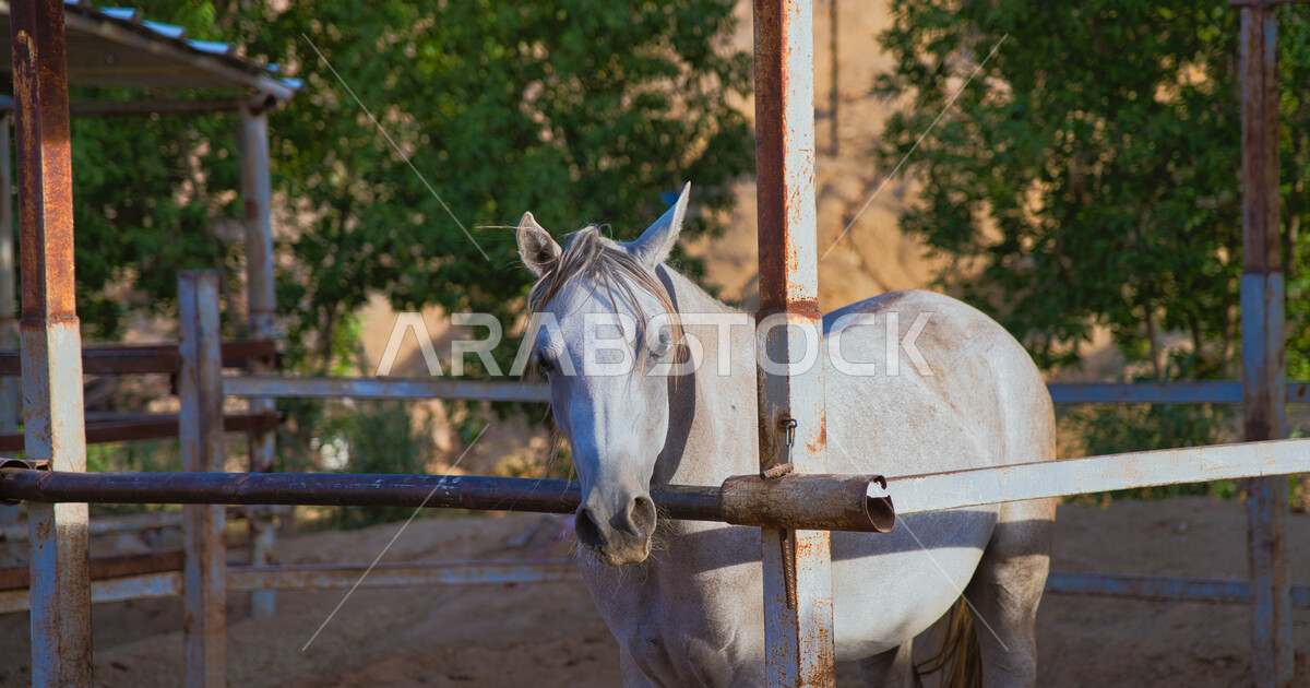 A stable for caring and taming horses in the Kingdom of Saudi Arabia ...