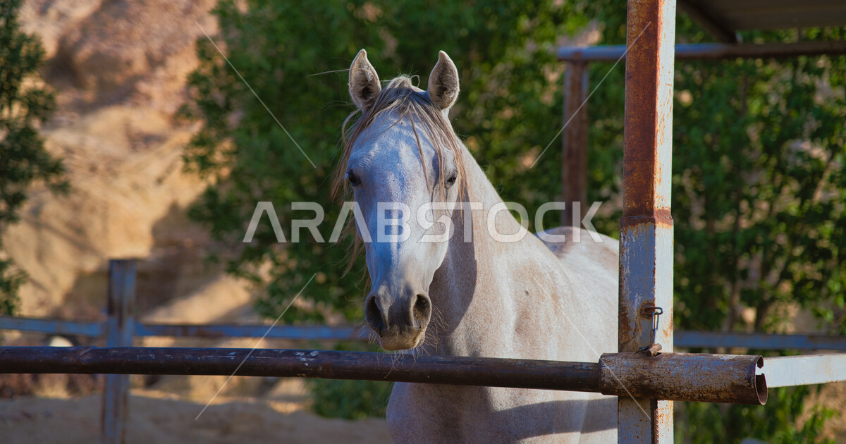 A stable for caring and taming horses in the Kingdom of Saudi Arabia ...