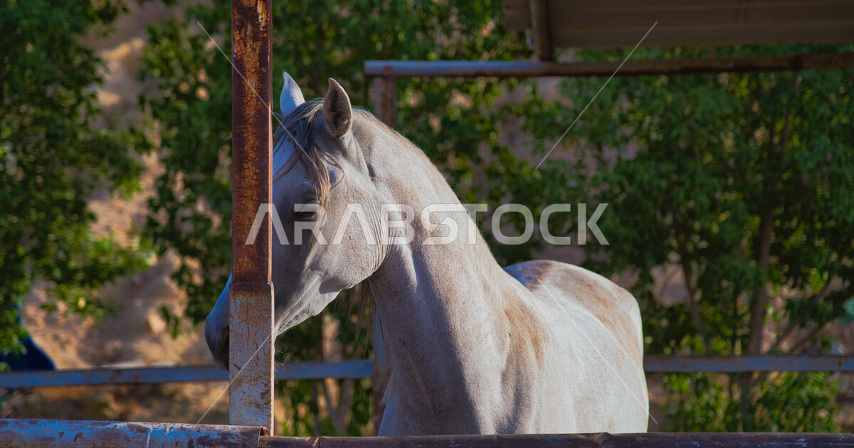 Purebred white Arabian horses, a farm for breeding and training horses ...