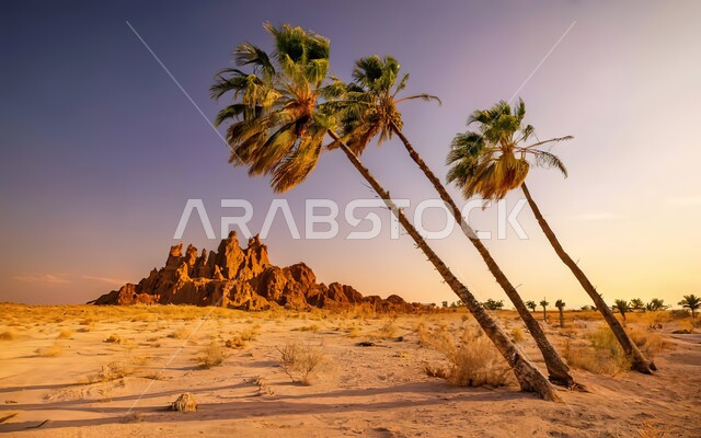 Swaying palm trees in the Saudi desert, raging winds and storms in the ...
