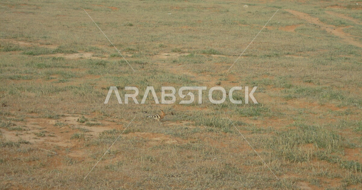 Dunes and soft golden sands in desert areas, a picture of small green ...