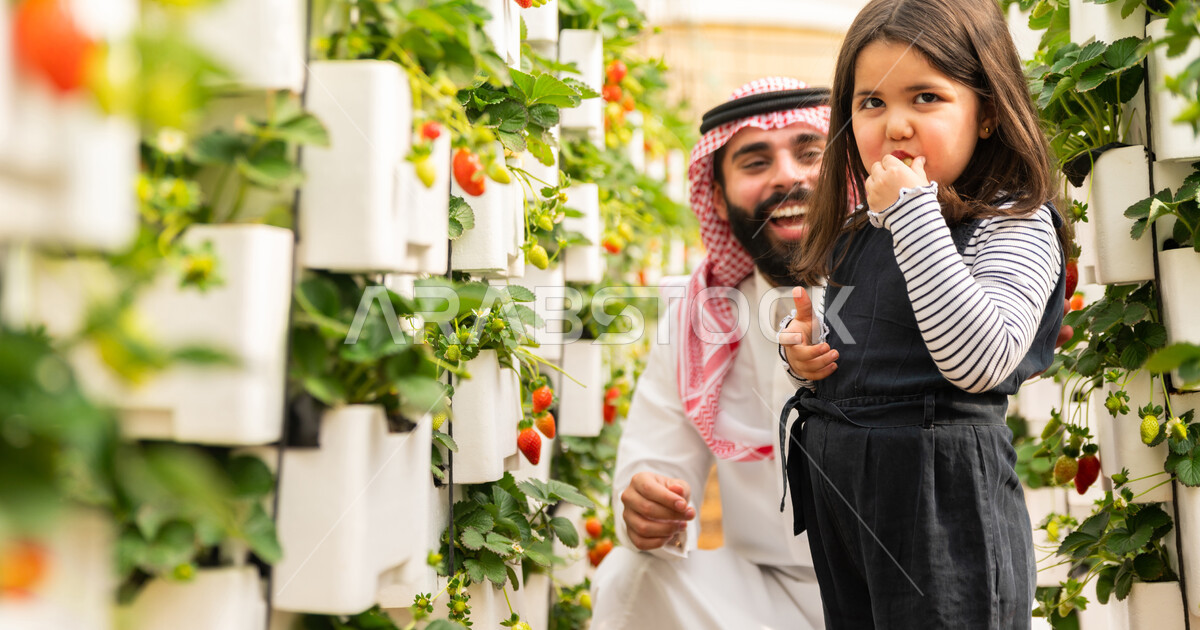 Smiling and happy Saudi Arabian Gulf man, Saudi Gulf girl tasting ripe ...