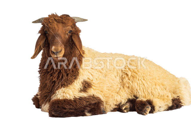 Portrait of a brown-headed sheep (lamb) looking at the camera, close-up ...