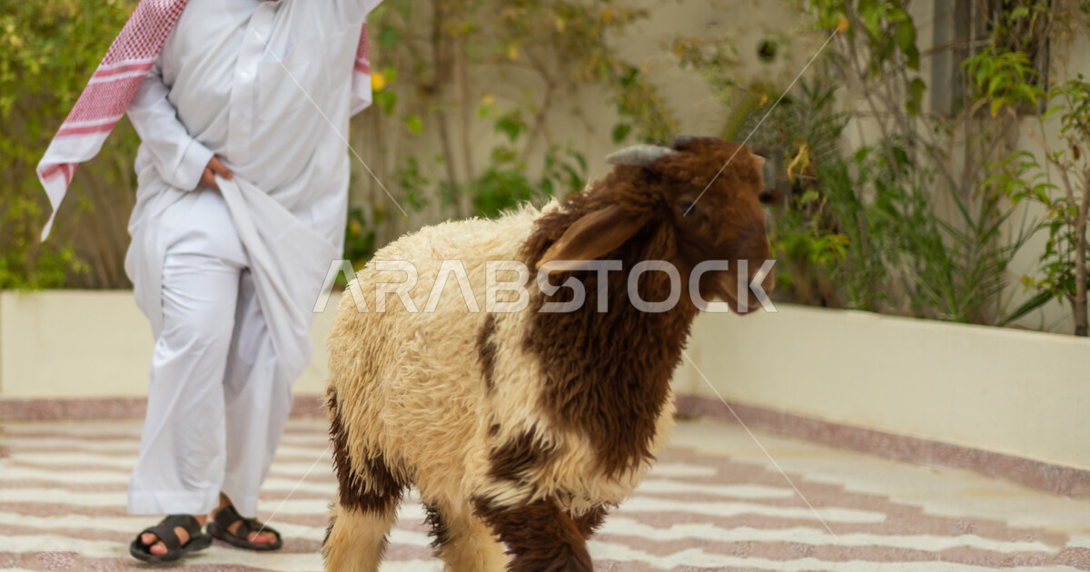Saudi Arabian Gulf man running behind the sheep with different facial ...