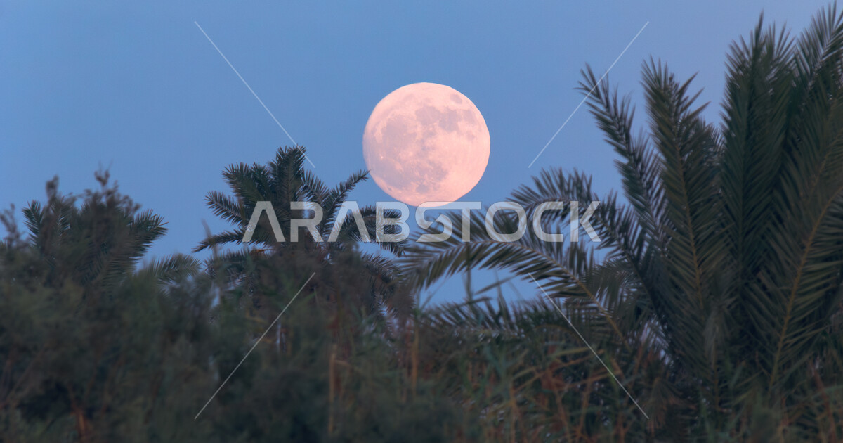 Full moon scene in the sky of Saudi Arabia, green trees and plants and ...