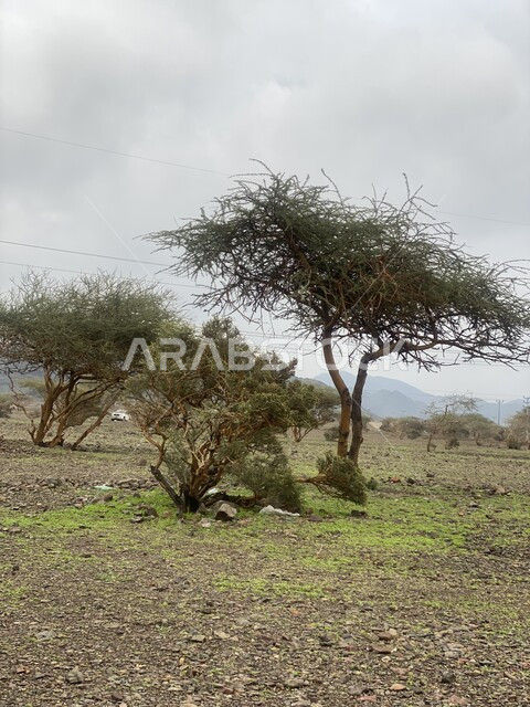 Vegetation in AlUla in Saudi Arabia, natural rock formations, green ...